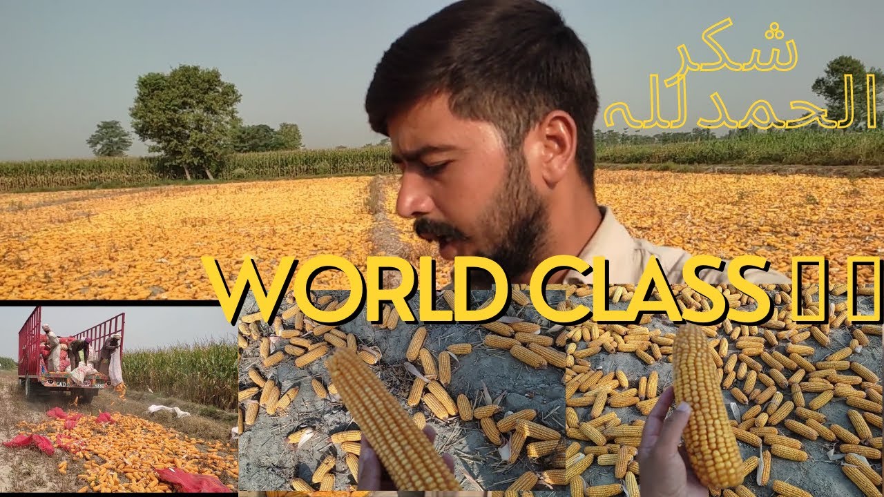 Top class corn 🌽 seed in Pakistan.world class corn production in ...