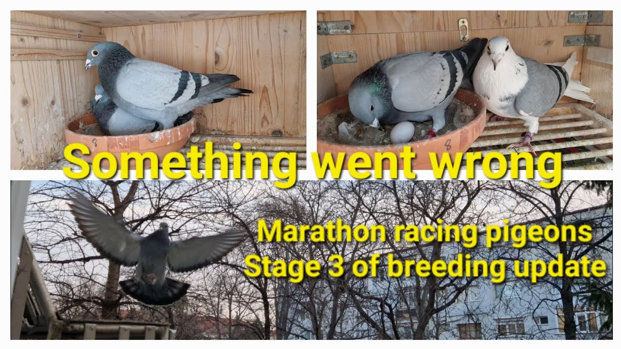 2023 - Breeding Extreme Long Distance Racing Pigeons - Stage 3 Update ...