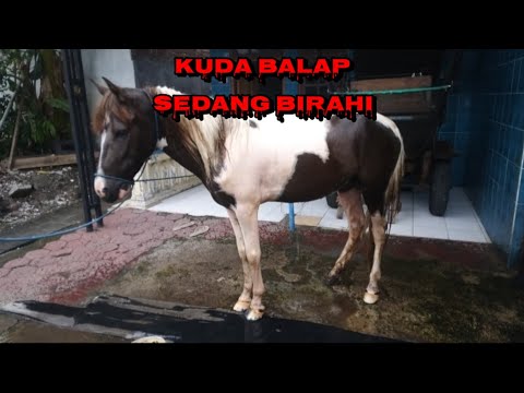 Detik detik ketika Kuda Birahi ingin kawin