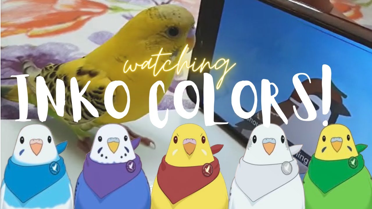 Budgies| Watching inko colors🐥| Mango&Velvi | #budgiemania #mangonvelvi ...