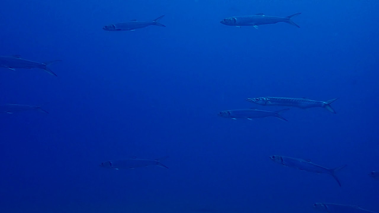 Elops saurus (Ladyfish) - YouTube