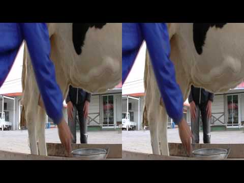 JVC Everio GS-TD1: The Capturing of Mother Farm in 3D！