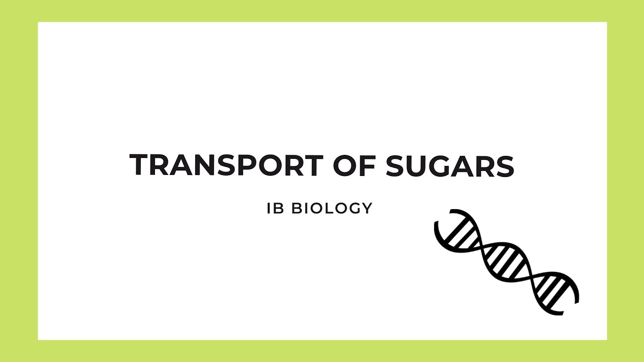 IB Biology: Transport of Sugars - YouTube
