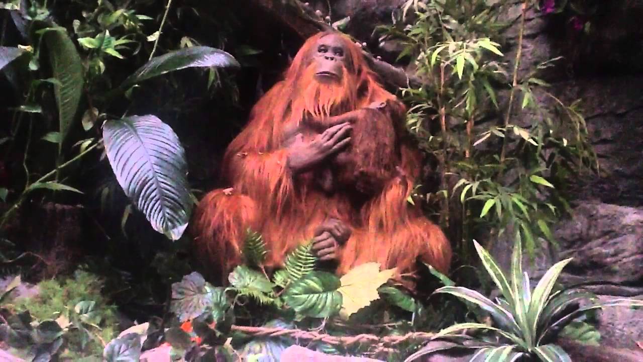 Random Animatronic Ape and Baby - YouTube