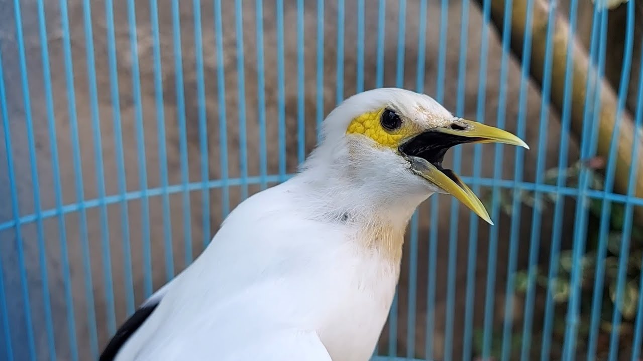 Jalak Putih Full Isian Buat Masteran Dan Pancingan Jalak Pito / Jalak ...