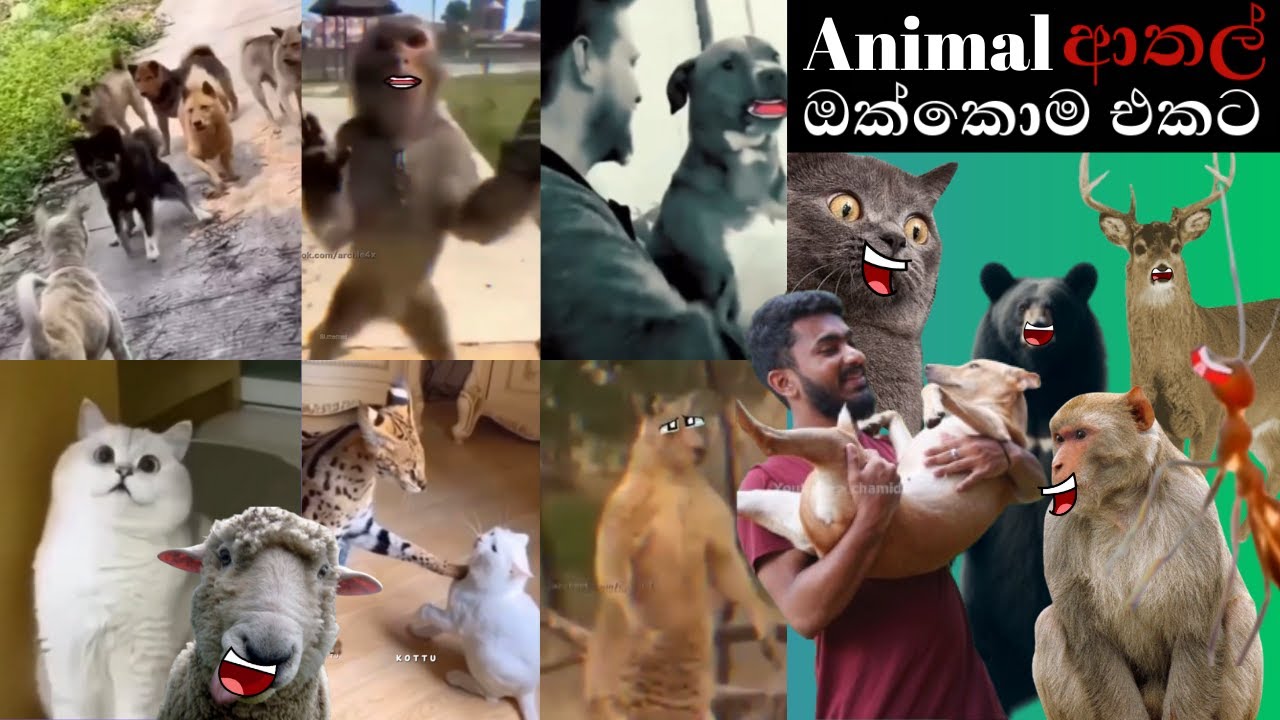 Animal Athal Katha | Sinhala Sattu Athal | Animal Athal Memes | Sinhala Meme Athal - YouTube
