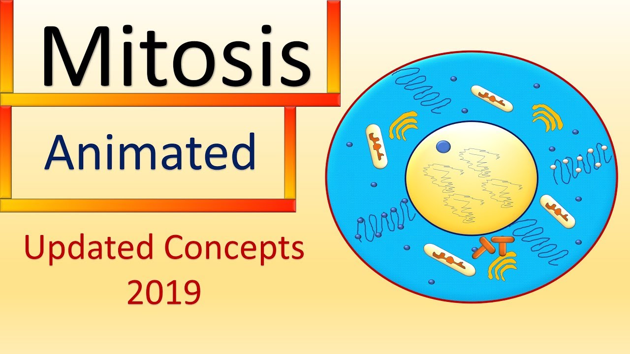 Mitosis in Cell | Prophase | Prometaphase | Metaphase | Anaphase ...