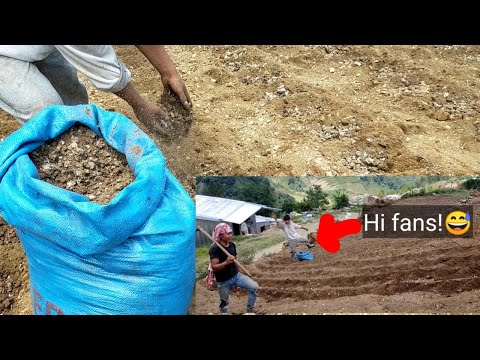 chicken Manure as fertilizer