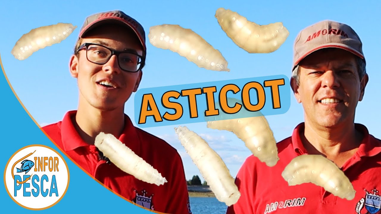 Asticot - como preparar, usar e conservar - YouTube