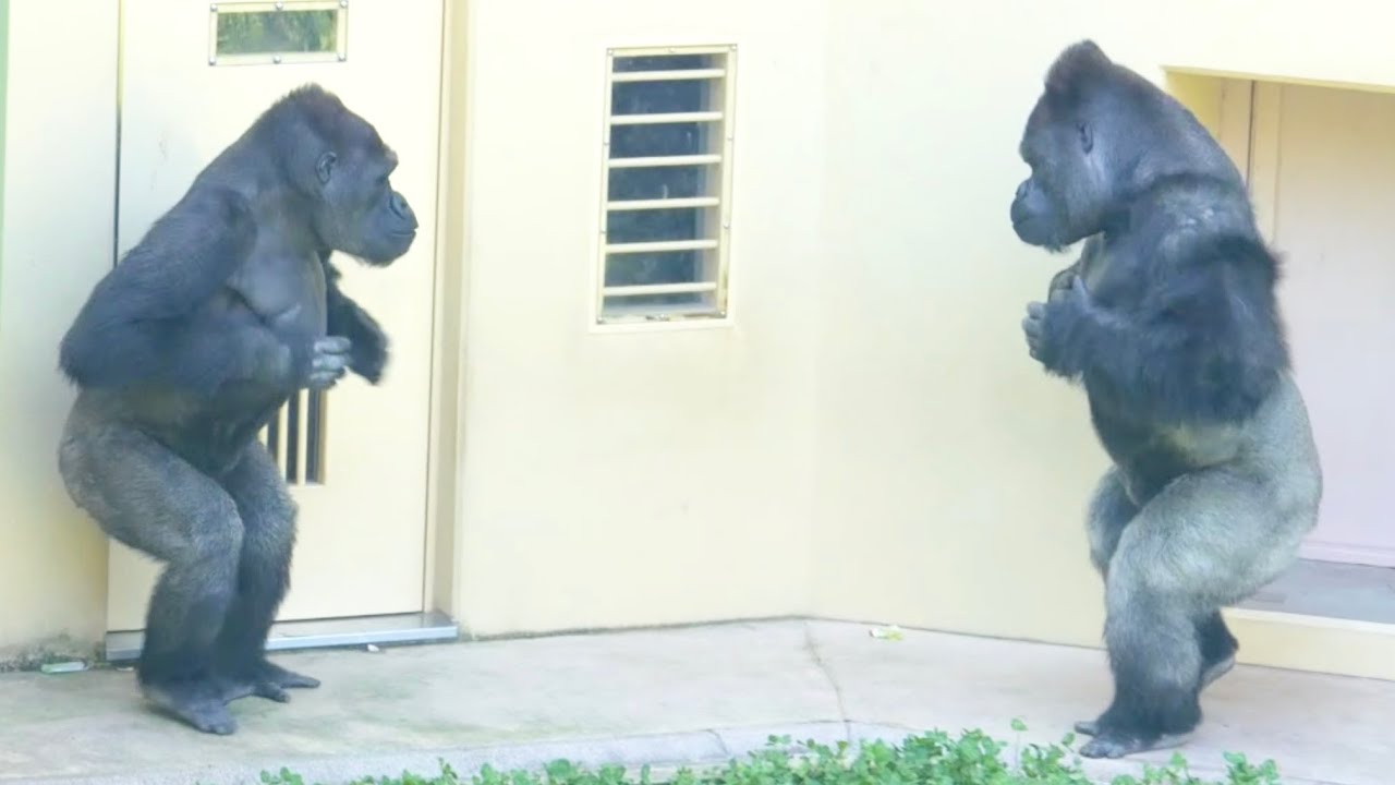 Silverback is very happy to make up with his son.｜Shabani Group - YouTube