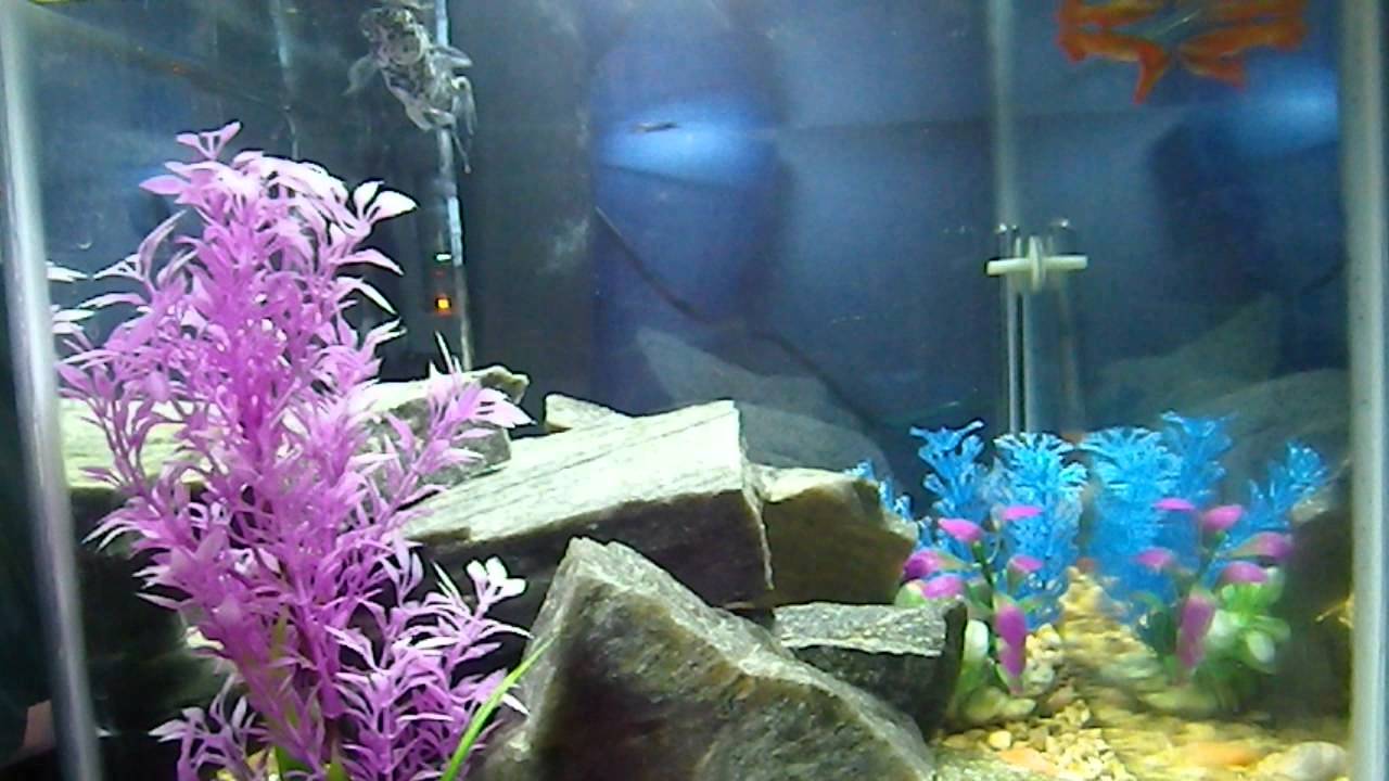10 gal molly fish tank - YouTube