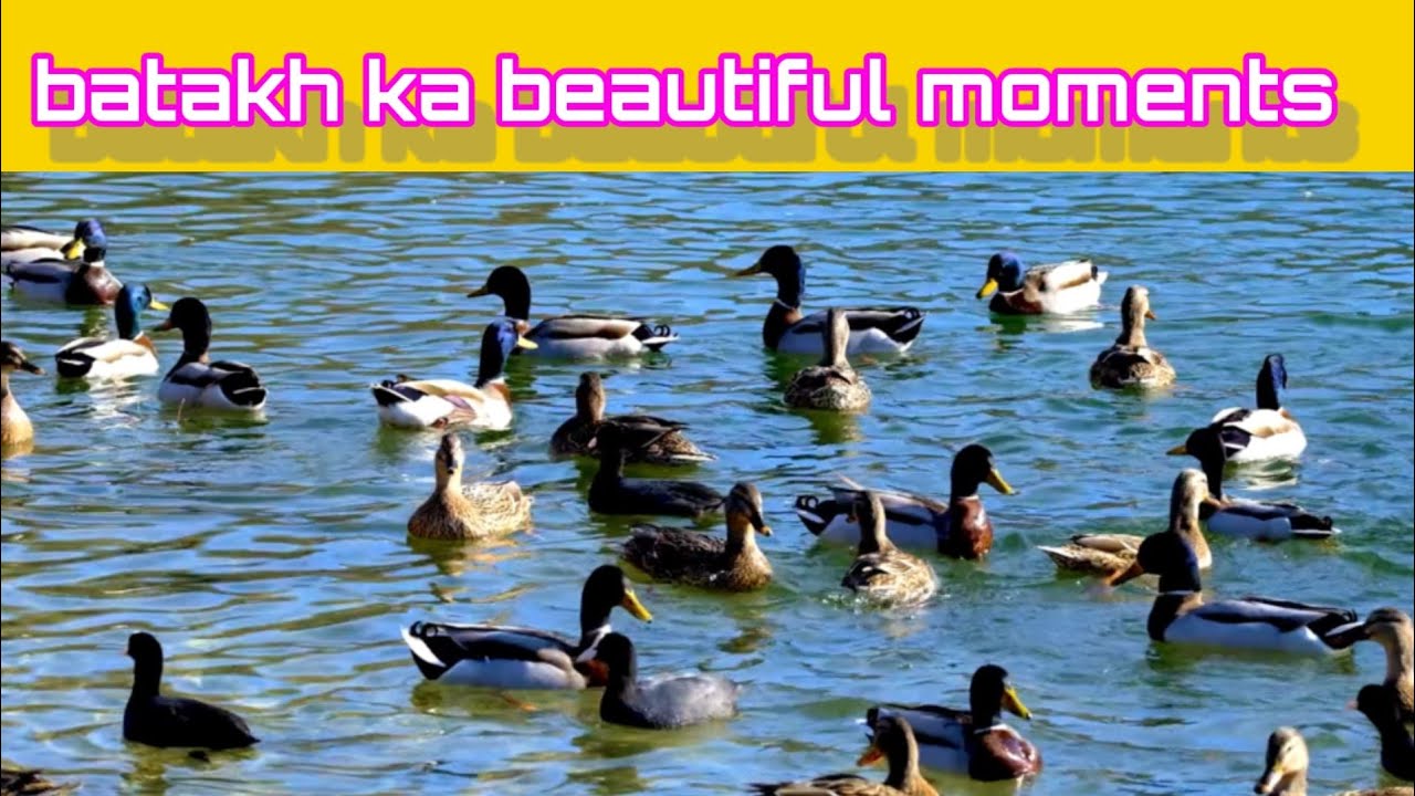 batakh ka beautiful moments,बताख का खूबसूरत पल,cute animals, - YouTube