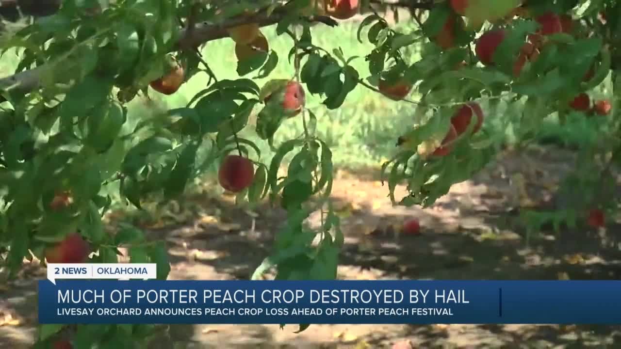 Significant portion of Porter peach crop damaged - YouTube