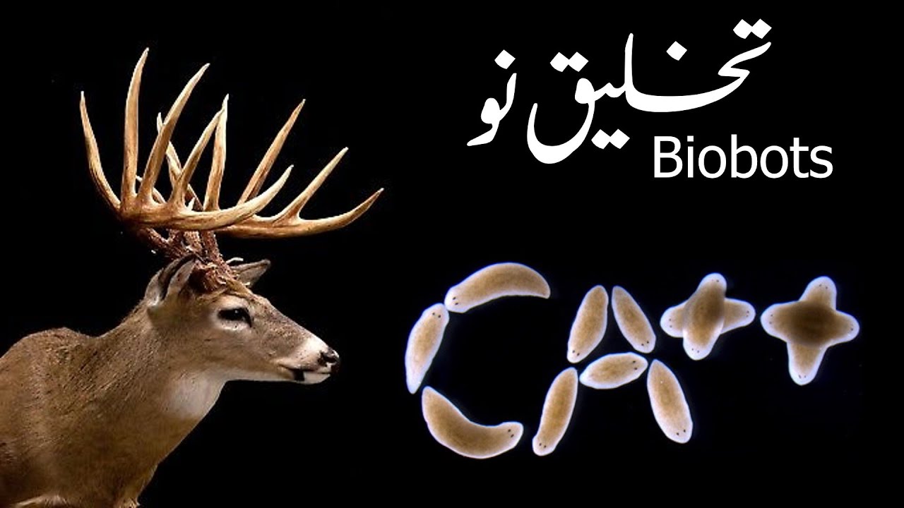 Biobots | Creating Living Robots | Remodeling Animals - YouTube