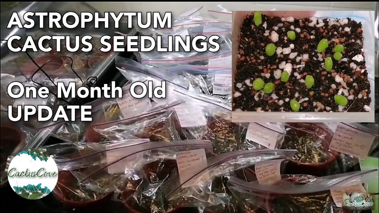 ASTROPHYTUM Cactus Seedlings Update at about One Month Old! JUNE 2020 ...