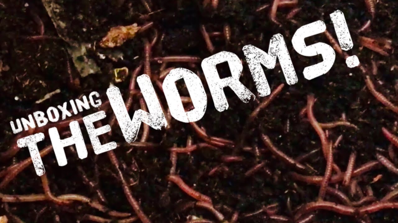 Unboxing the Worms for the Indoor Worm Composting Bin - YouTube