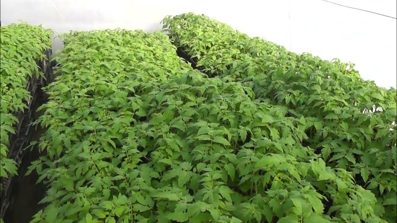 Обзор рассады томата. Подкормка, подвязка, расстановка ! Машина для ...