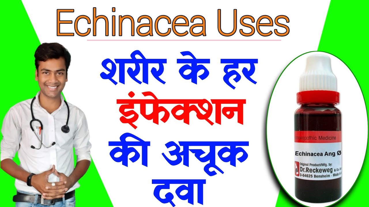 Echinacea Angustifolia | Echinacea mother tincture | Echinacea uses ...