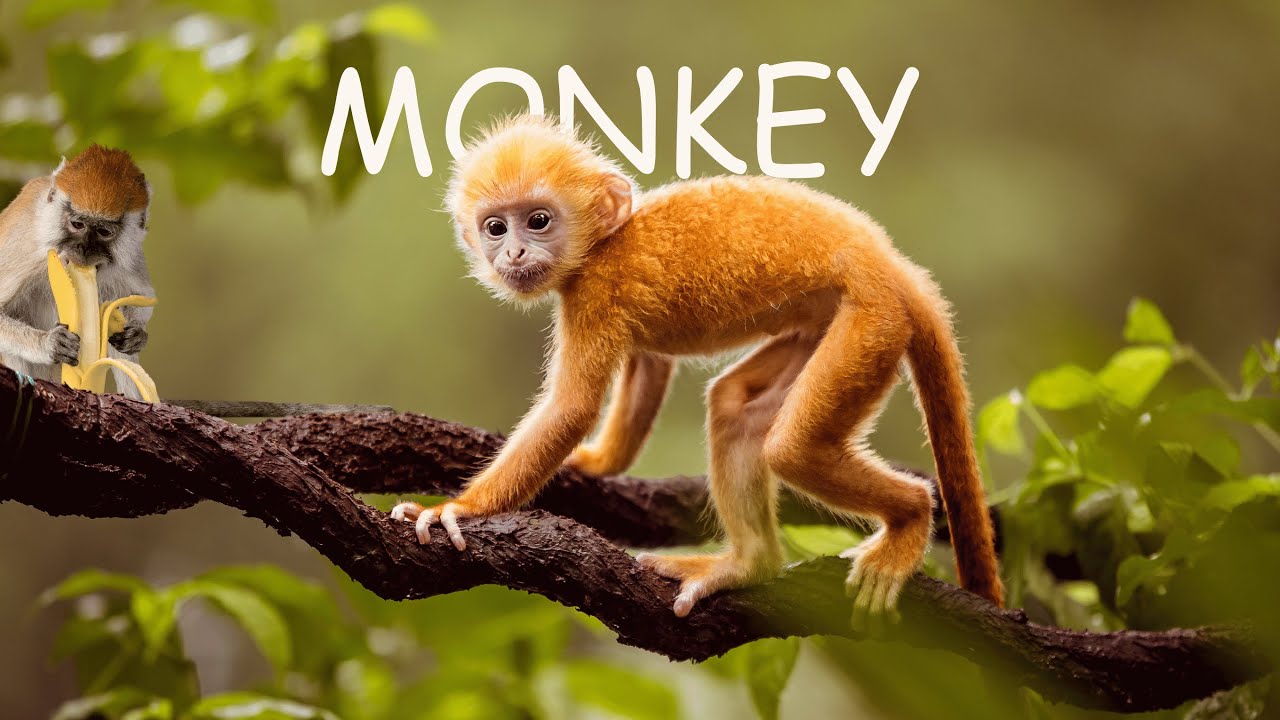 Watch This Adorable Monkey's Daily Routine - YouTube
