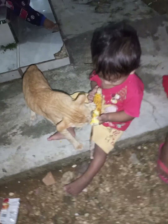 Ema MZ Taqin lwan kucing x - YouTube