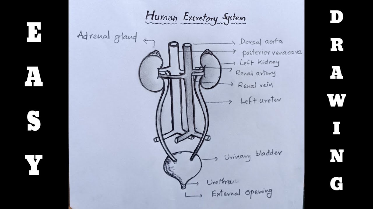 Easy Drawing_ EXCRETORY SYSTEM - YouTube