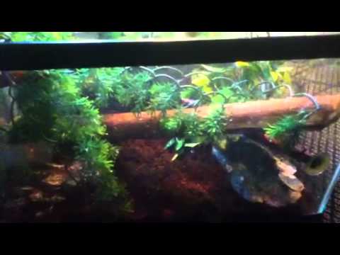 How to:setup a baby water dragon tank - YouTube