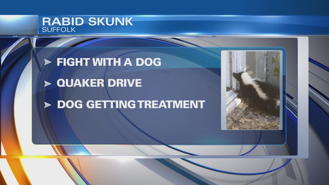 Skunk tests positive for rabies in Suffolk - YouTube