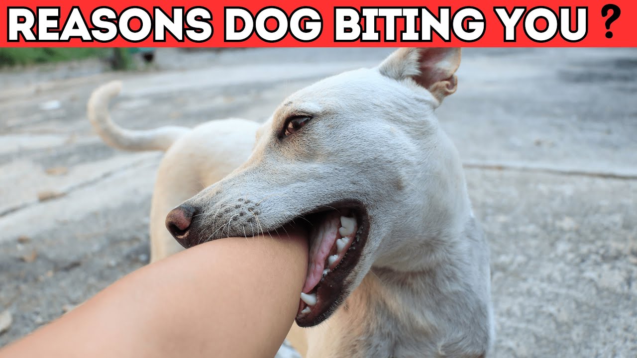 What Causes Dogs to Bite? Uncovering the Truth. - YouTube