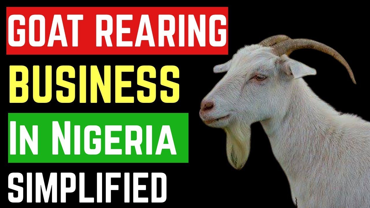 SMALL SCALE GOAT 🐐 FARMING BUSINESS SIMPLIFIED: How To Start Rearing ...