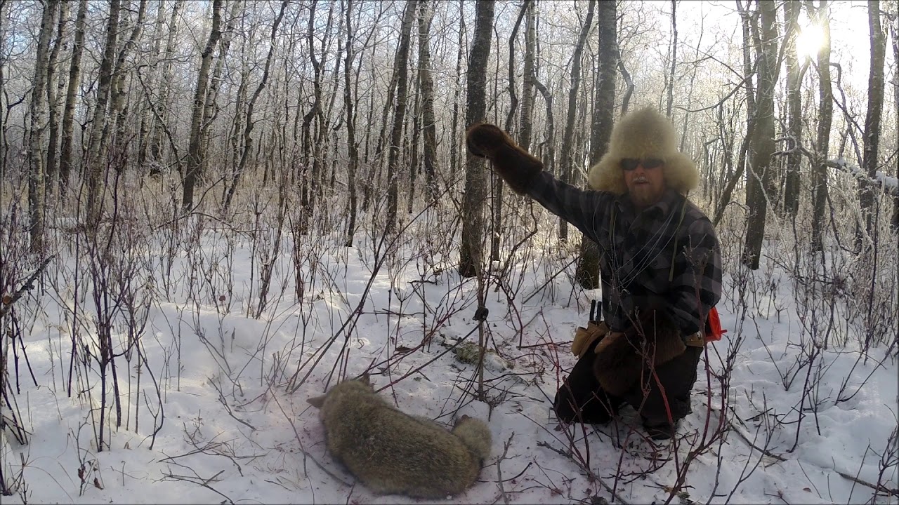 Snaring Coyotes Jan.26 had to dispatch this guy. - YouTube