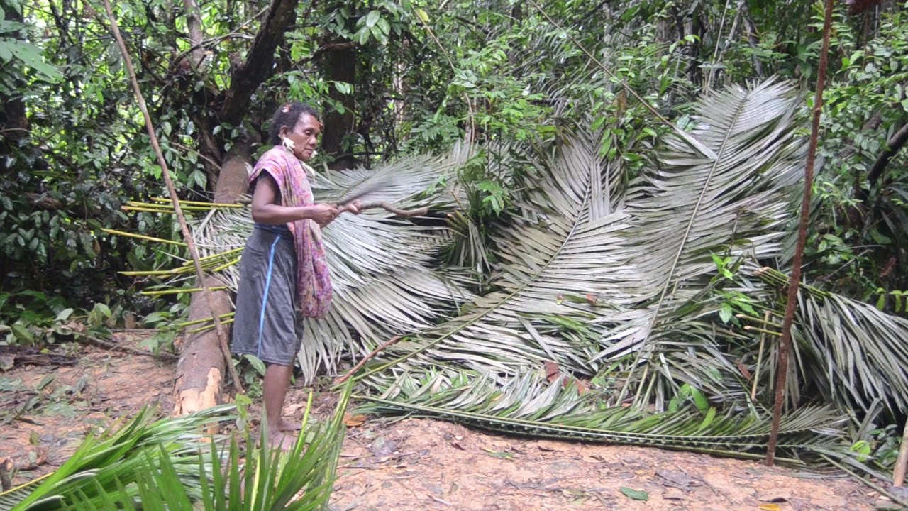 Malaysian Batek Tribe - making traditional "hayak" shelters - YouTube