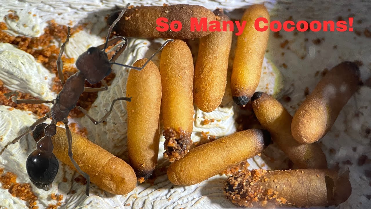 Giant Bull Ant Colony Growing | Myrmecia Analis Update - YouTube