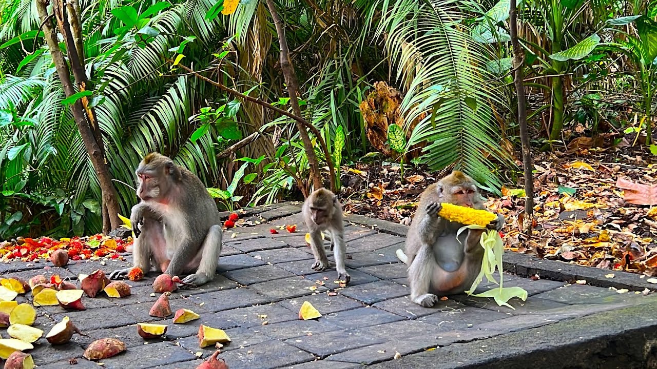 BALI - Monkey Forest, Ubud - are monkeys dangerous? - YouTube