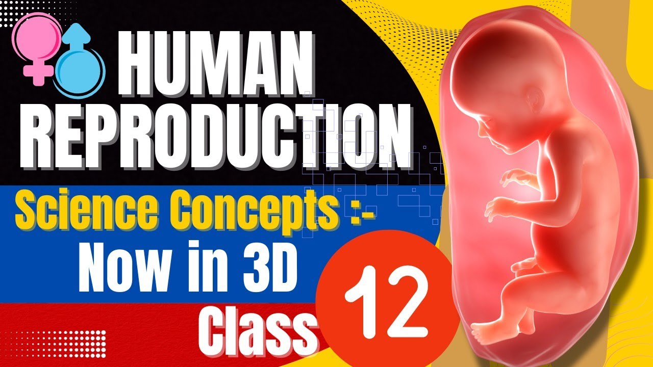Class 12" Human Reproduction " Biology Human Reproduction ...