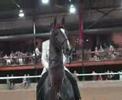 American Saddlebred Three Gaited Horse - YouTube