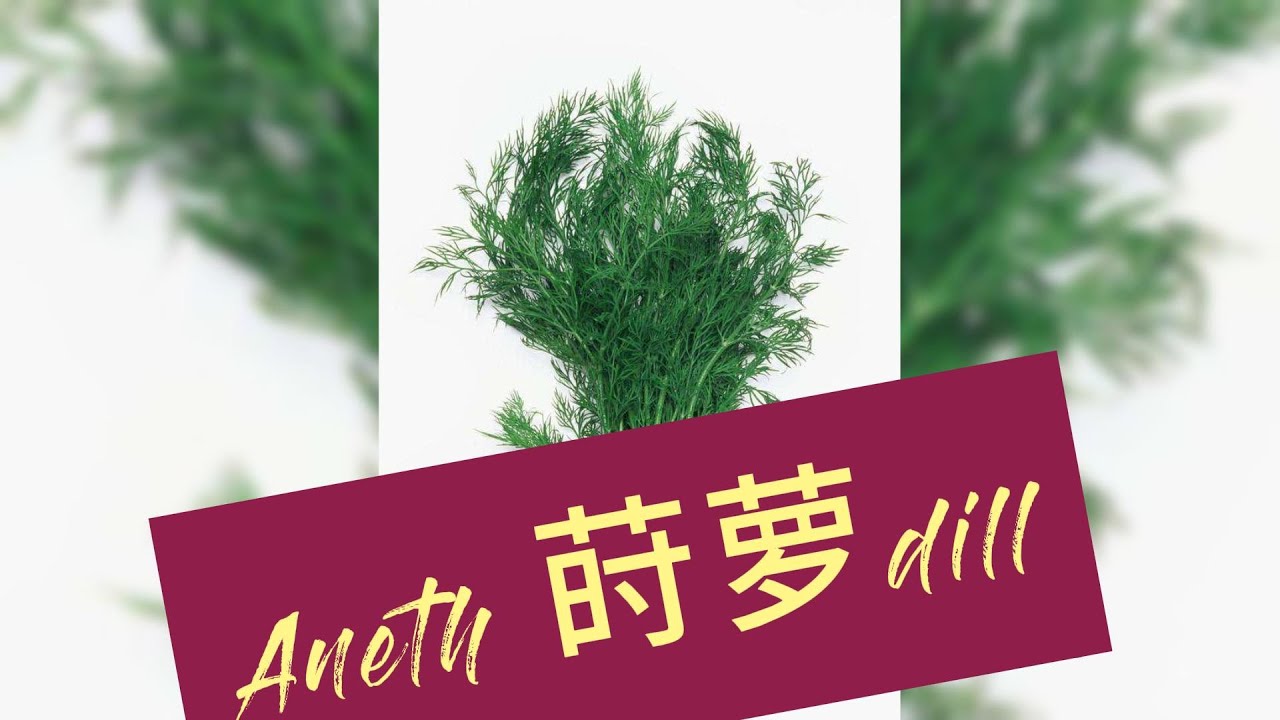 莳萝 Dill aneth - YouTube