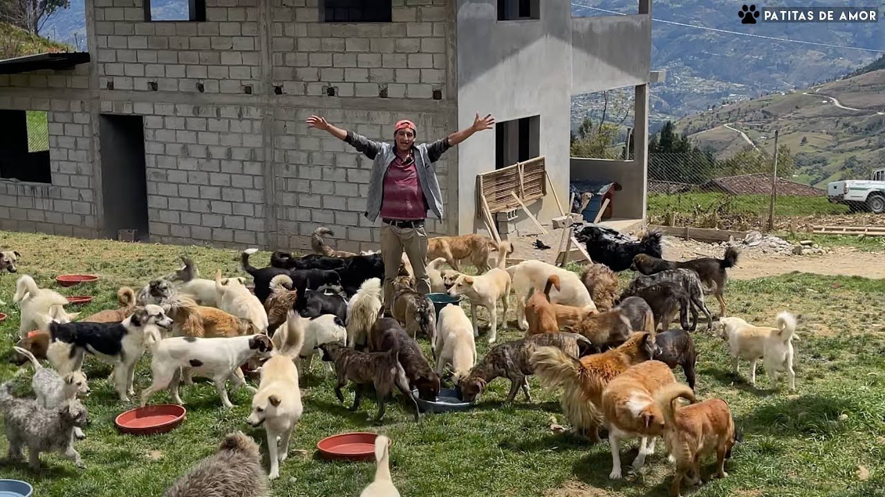 Docenas de perritos que estaban en la calle comen felices. Les ...