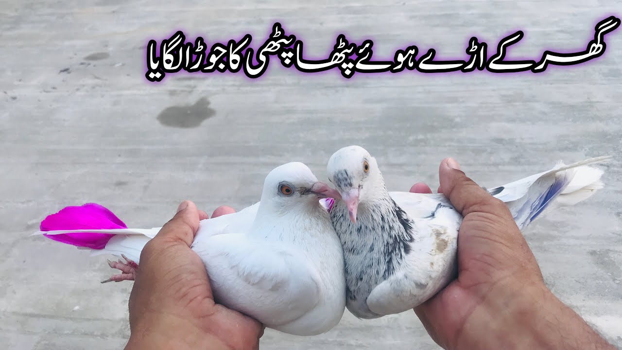 Ghar K Urdey Howey Patha Pathi Ka jora Lagia || Afzaal Pigeons - YouTube