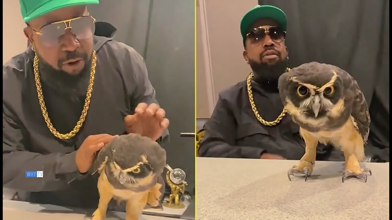 Big Boi Of Outkast Shows Off His Pet Owls In Studio 'Me And Andre 3000 ...