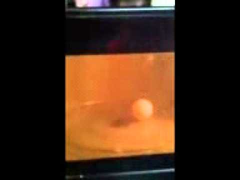 Exploding an Egg in the Microwave... - YouTube