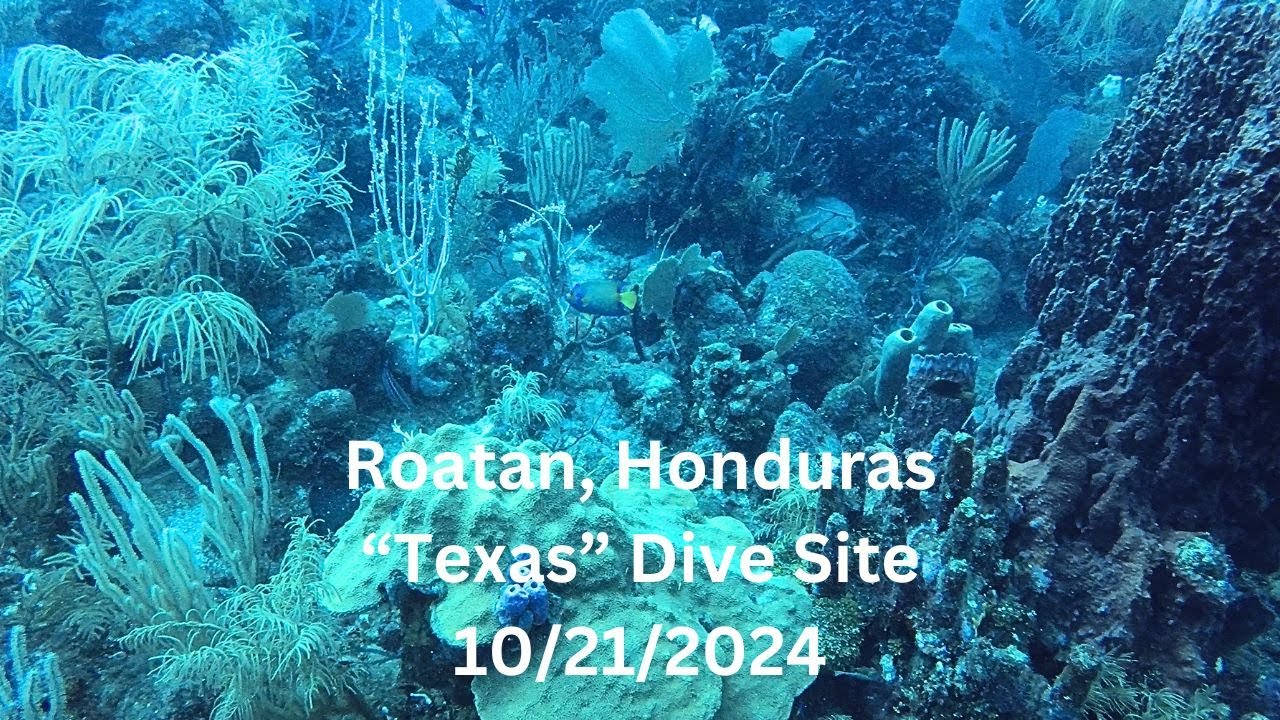 Roatan, Honduras Texas Dive Site - YouTube