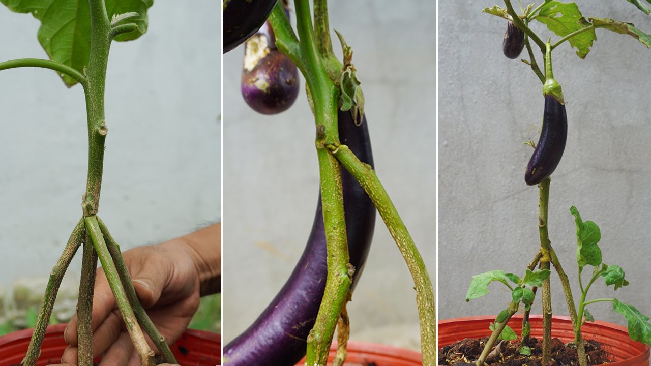 How to graft eggplant plants quickly to fruit - YouTube