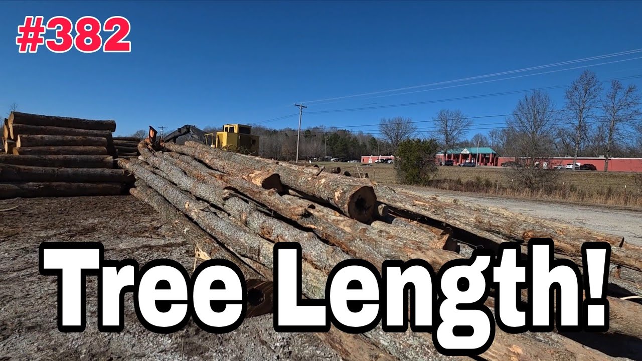Two More Semi Loads Of Tree Length Firewood Logs‼️ - YouTube