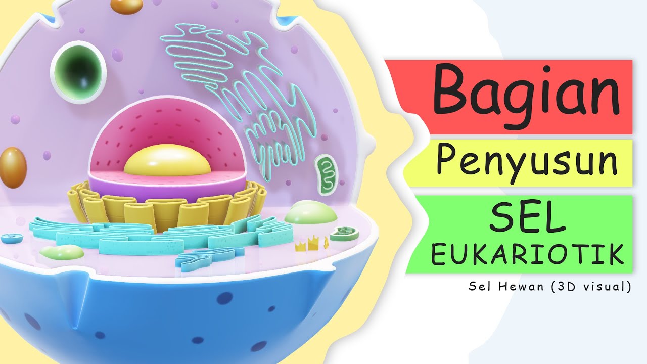 BAGIAN-BAGIAN PENYUSUN SEL HEWAN DAN FUNGSINYA - YouTube