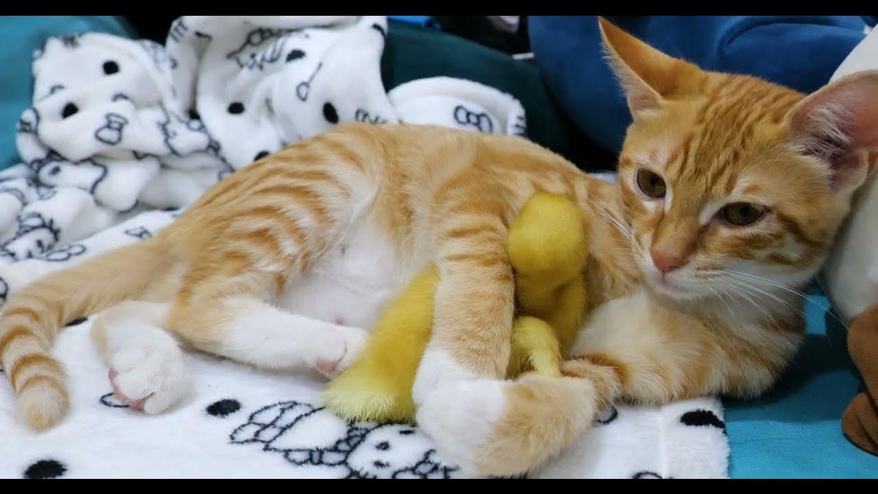 The kitten and ducklings play and sleep together, there is a warm picture of love - YouTube