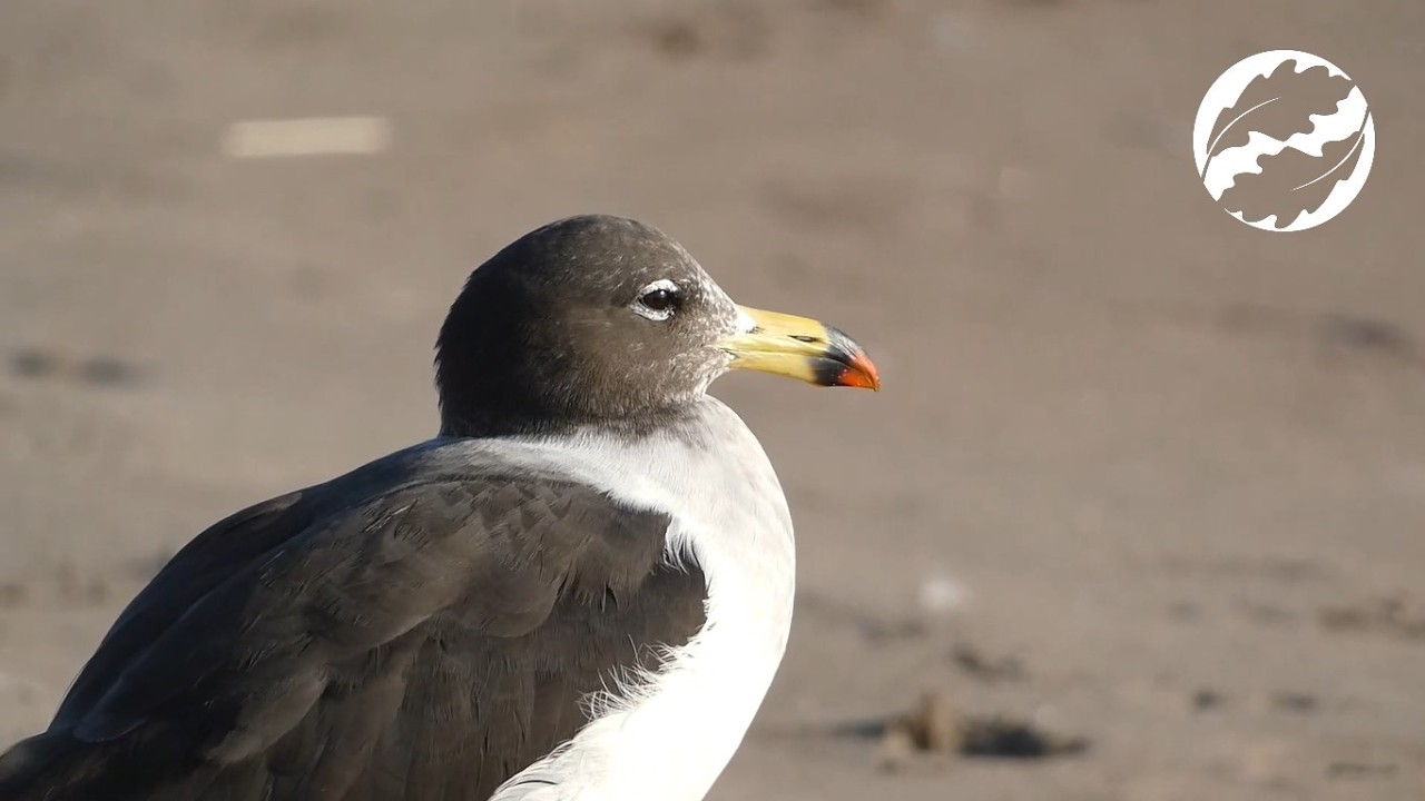 Gaviota peruana 3 (Larus belcheri) Aves de Chile - YouTube