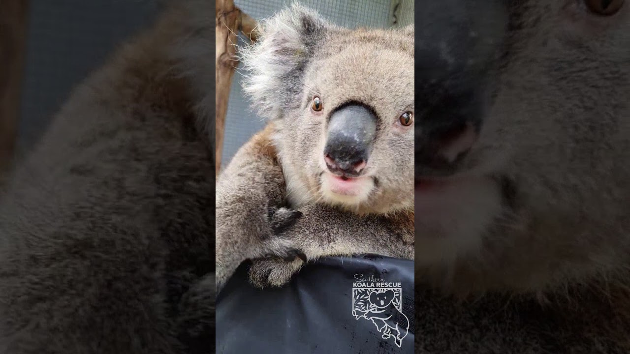Rescued koala sounds like pig - YouTube