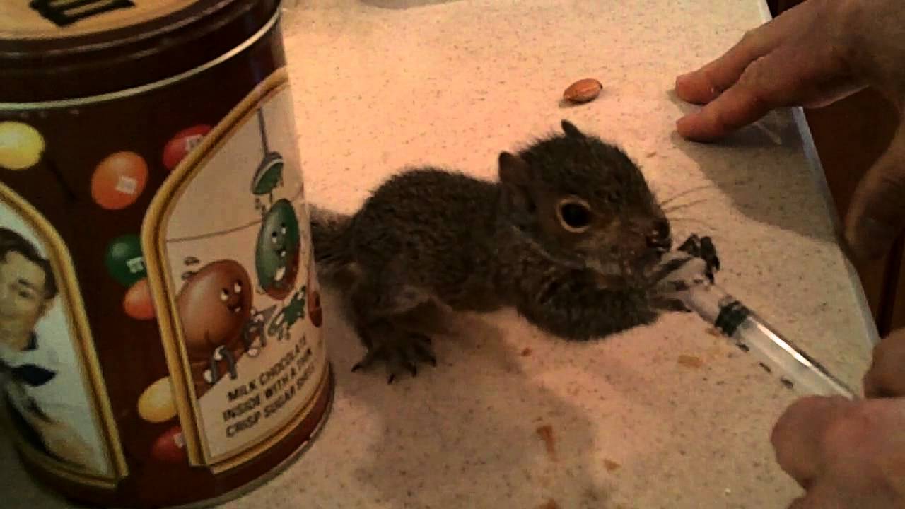 ATLAS THE SQUIRREL AS A BABY - YouTube