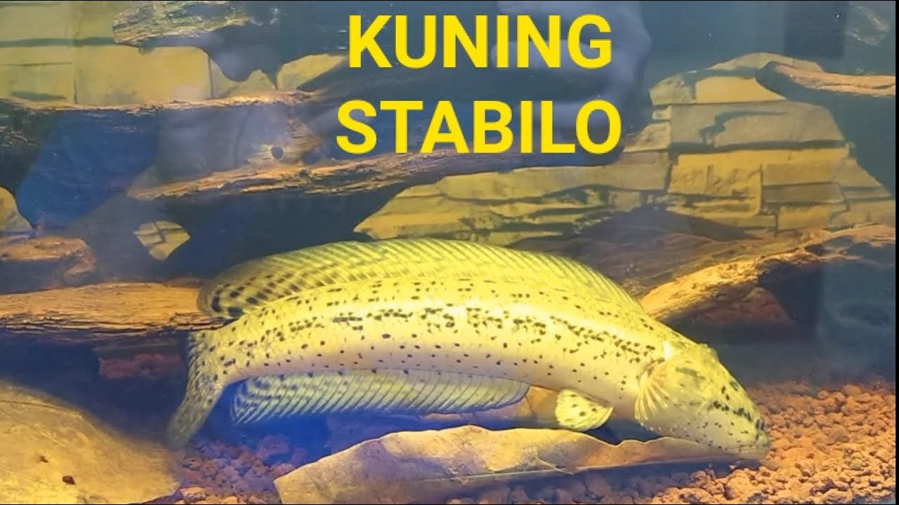 UNBOXING CHANNA BANKANENSIS IKAN PREDATOR ASLI BANGKA INDONESIA - YouTube