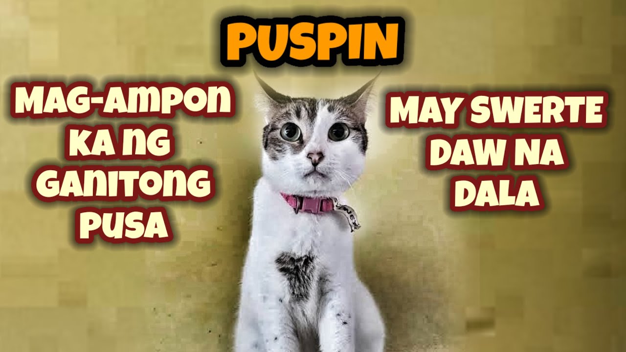 MAY SWERTE DAW NA DALA ANG PAG-AALAGA NG PUSA LALO NA NG PUSANG PINOY ...